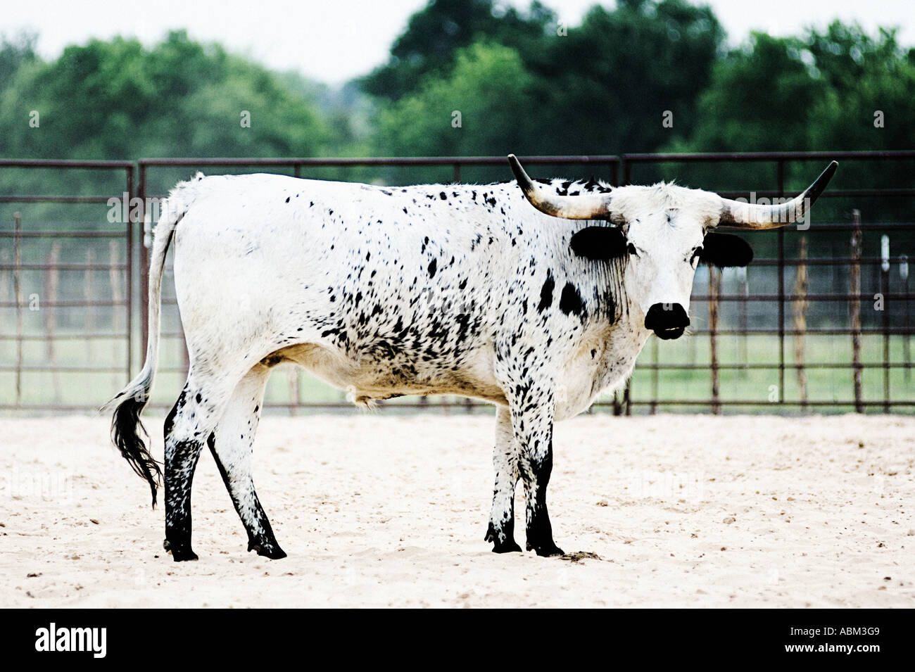 White Steer in Holding Pen Staring at Camera Stock Photo - Alamy
