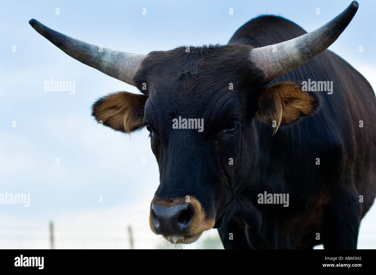 Black Bull Staring at Camera Stock Photo - Alamy
