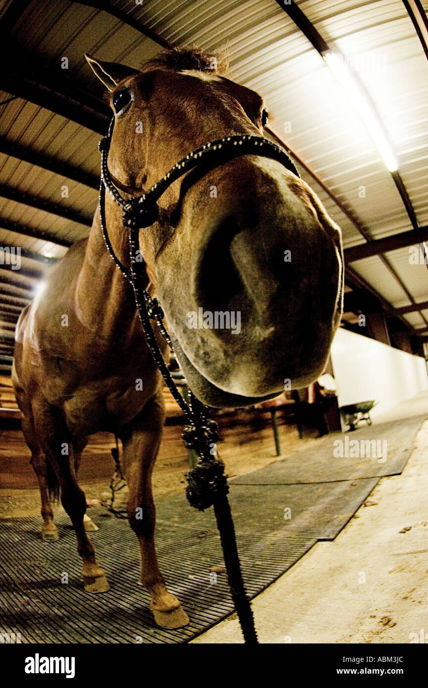 fish eye view of a quarter horse in a Texas barn Stock Photo - Alamy