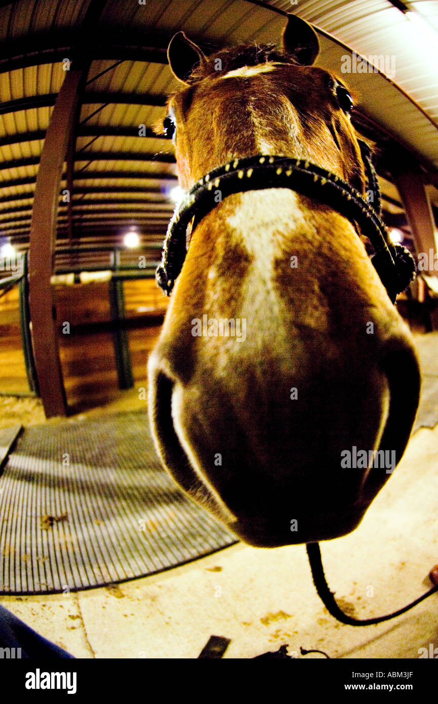 fish eye view of a quarter horse in a Texas barn Stock Photo - Alamy