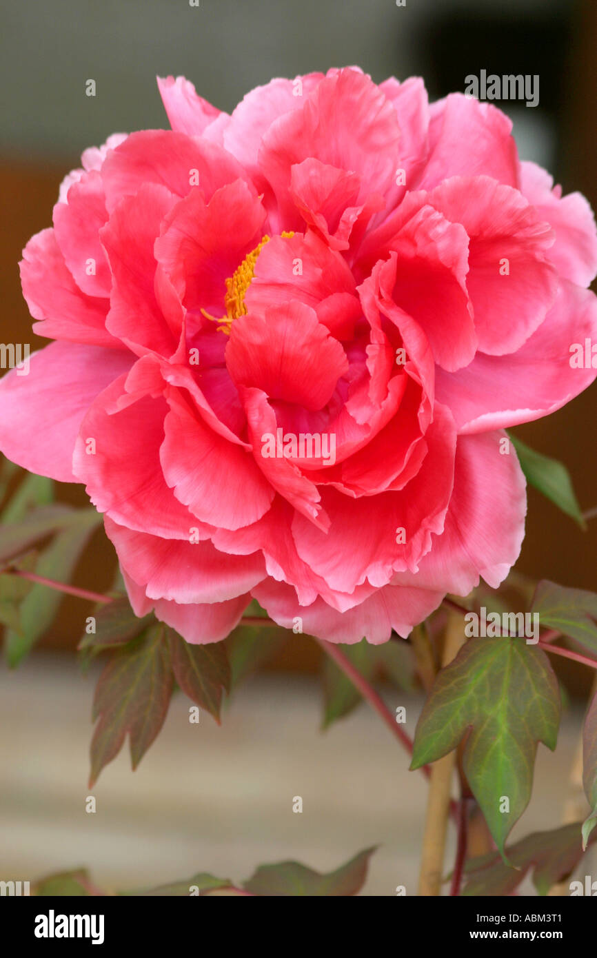 gloriously coloured spectacular Tree Paeony (peony) blossom Stock Photo ...