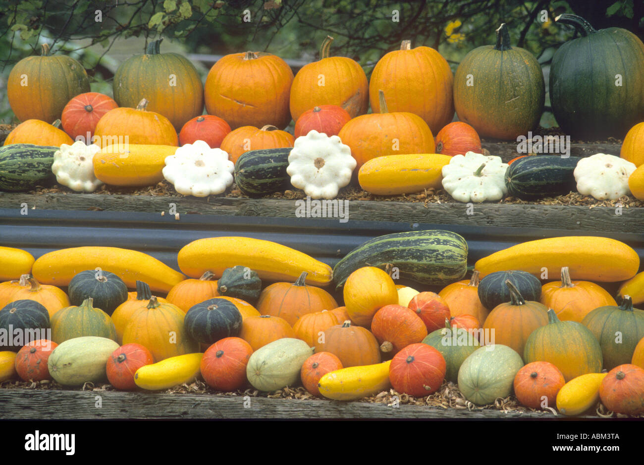 Slindon pumpkins hi-res stock photography and images - Alamy