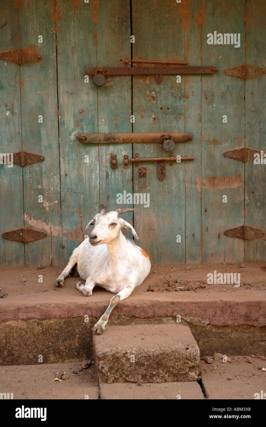 Lazy Goat, Back Streets, Fort Cochin, Kerala, South India Stock Photo ...