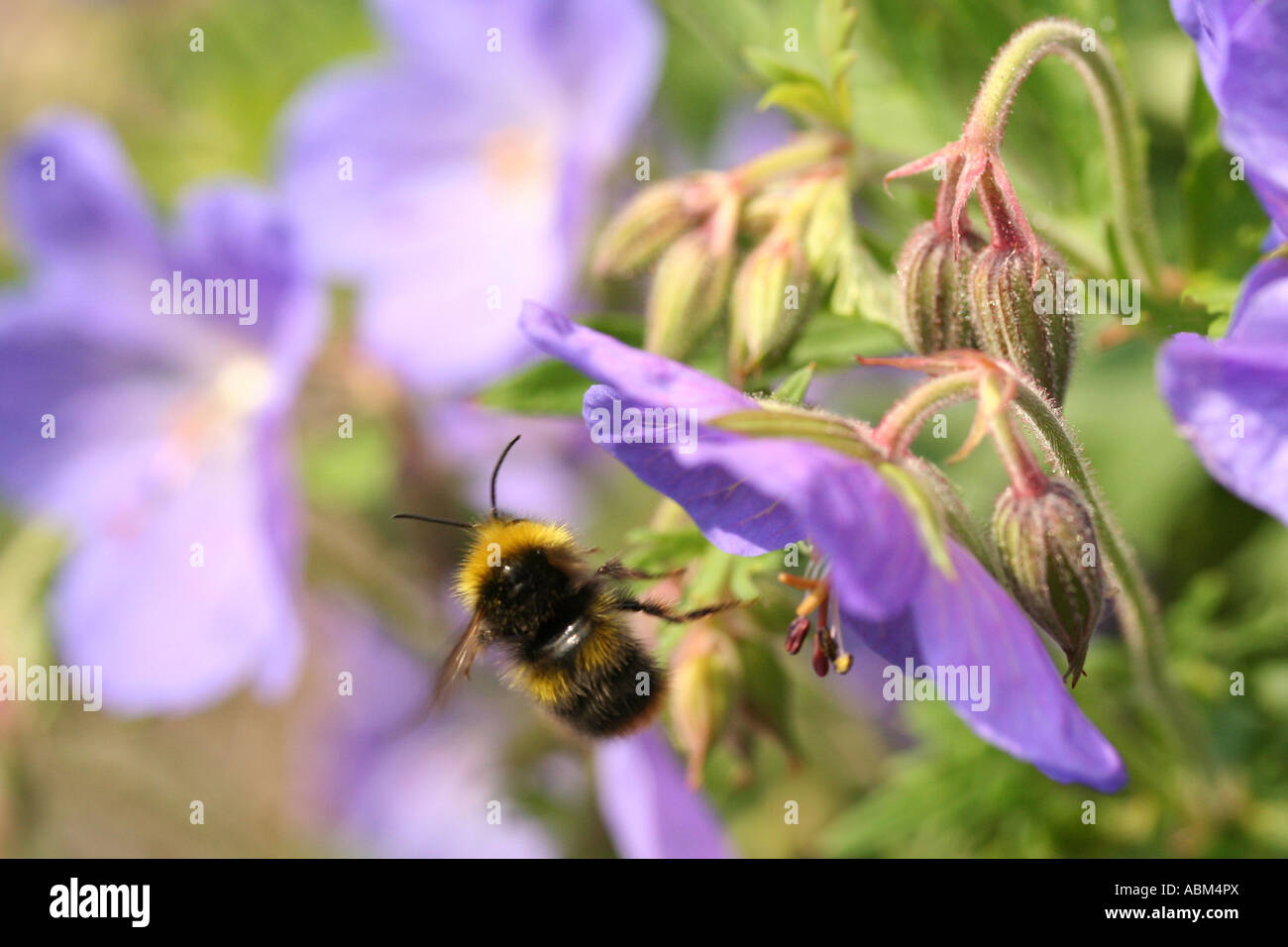 Bee in flight visiting geranium Stock Photo - Alamy