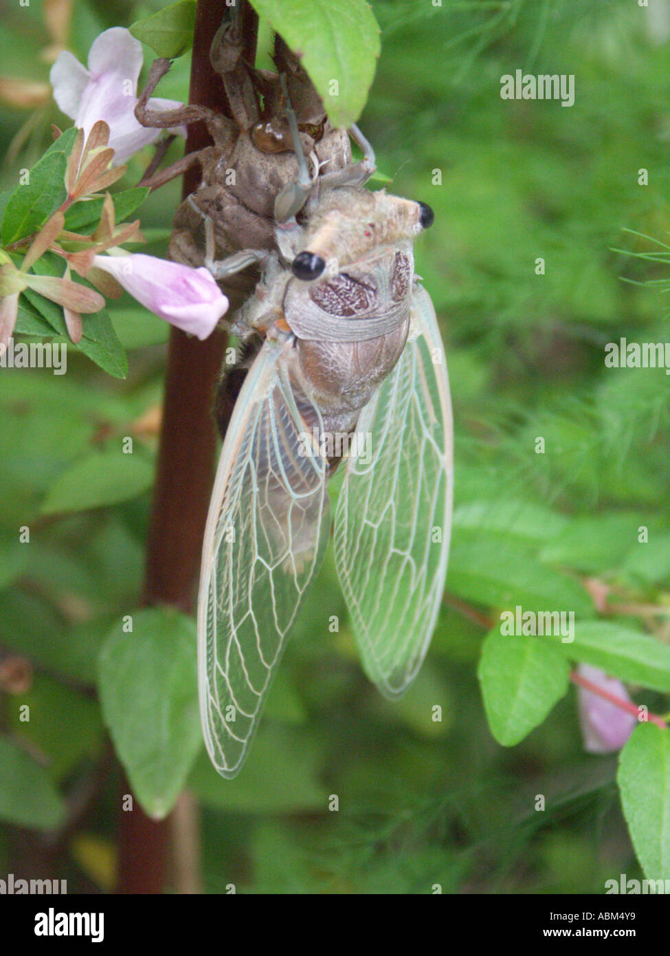 A cicada, an insect common in tropical regions, emerges from its shell ...