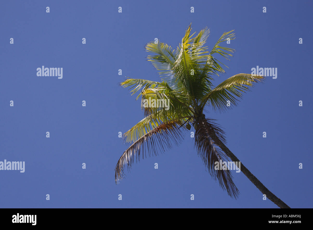 Crown of Coconut Palm Tree Pavones Costa Rica Stock Photo - Alamy