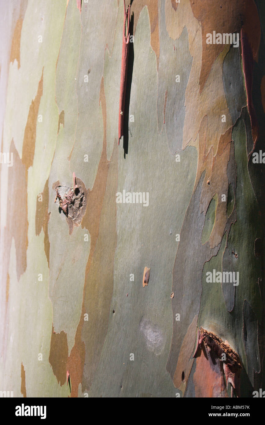 Tree bark in costa hi-res stock photography and images - Alamy