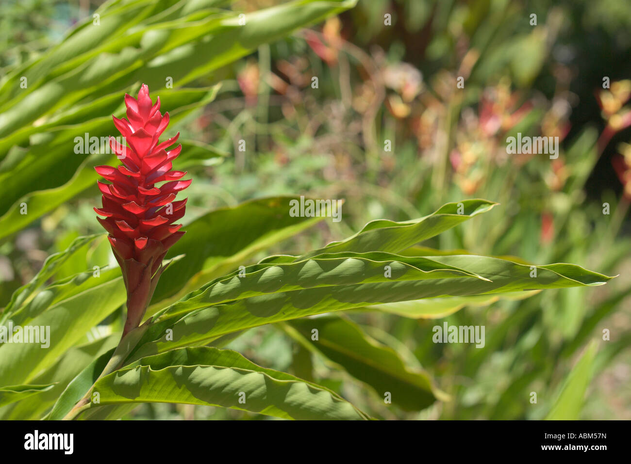 Red Ginger flower Alpinia purpurata Stock Photo - Alamy