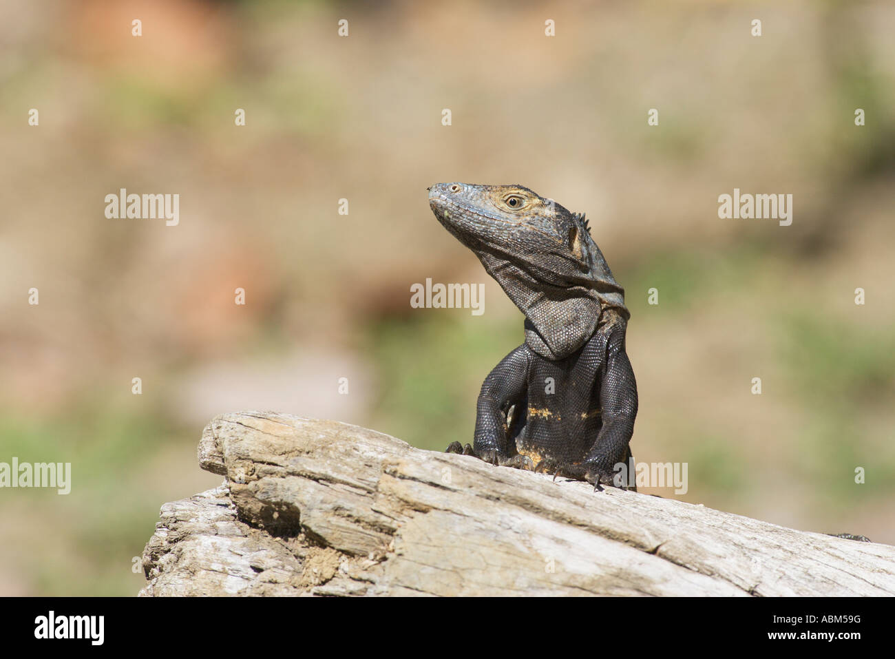 Black Spiny tailed Iguana Ctenosaura similis Stock Photo - Alamy