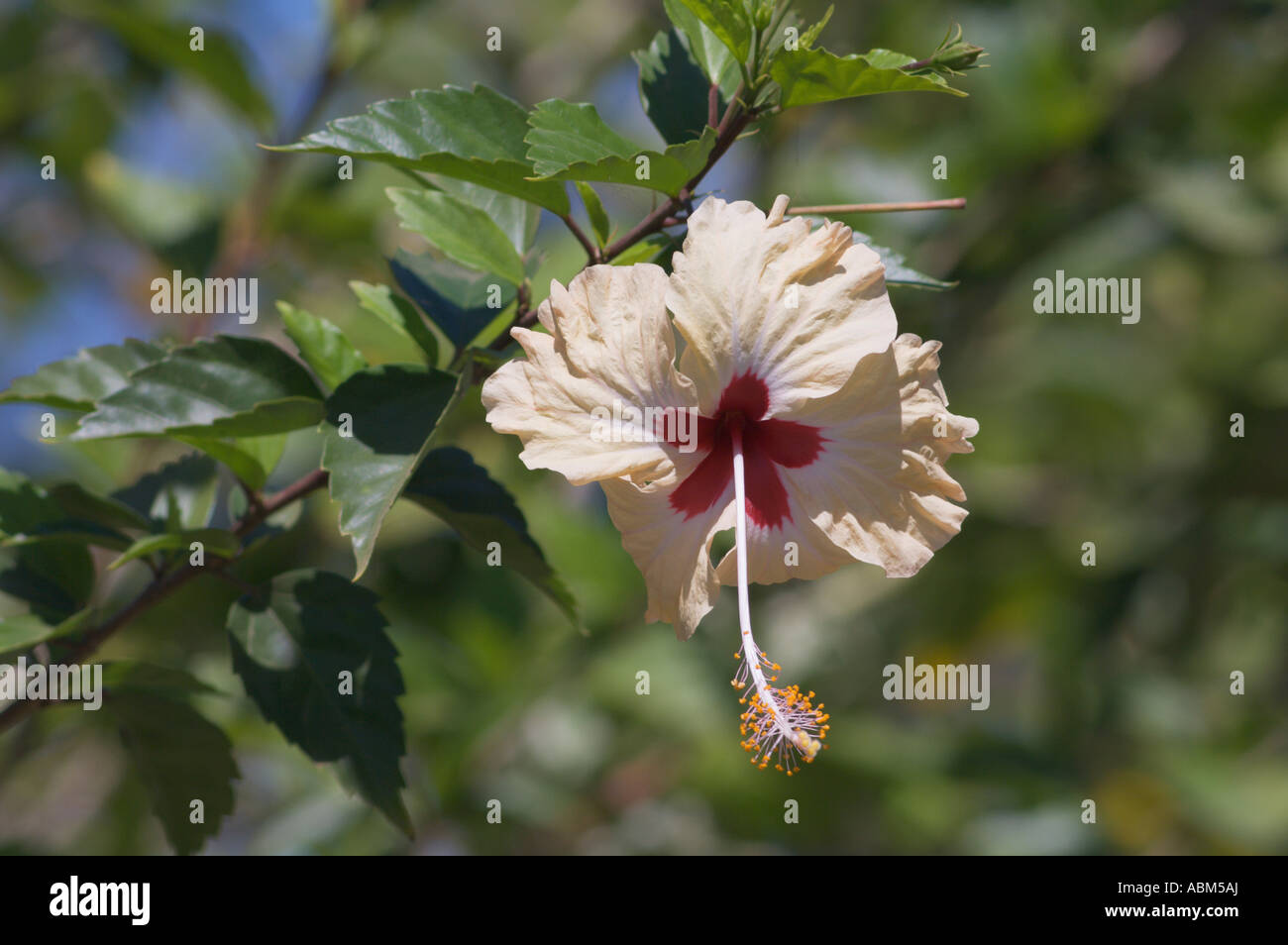 Tropical Hibiscus Costa Rica Stock Photos & Tropical Hibiscus Costa ...