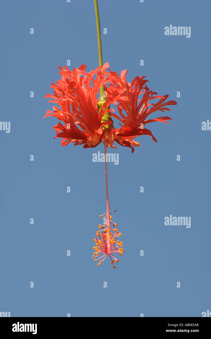 Red Fringed Hibiscus flower Hibiscus schizopetalus against blue sky ...