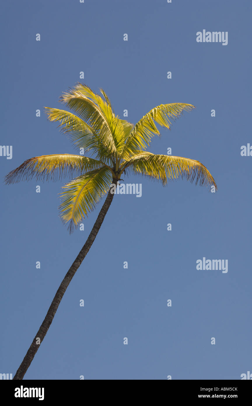 Crown of Coconut Palm Tree Pavones Costa Rica Stock Photo - Alamy