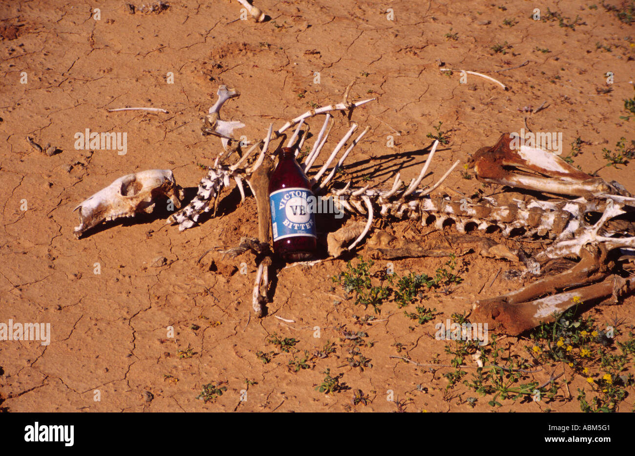 Dead kangaroo drought australia hi-res stock photography and images - Alamy