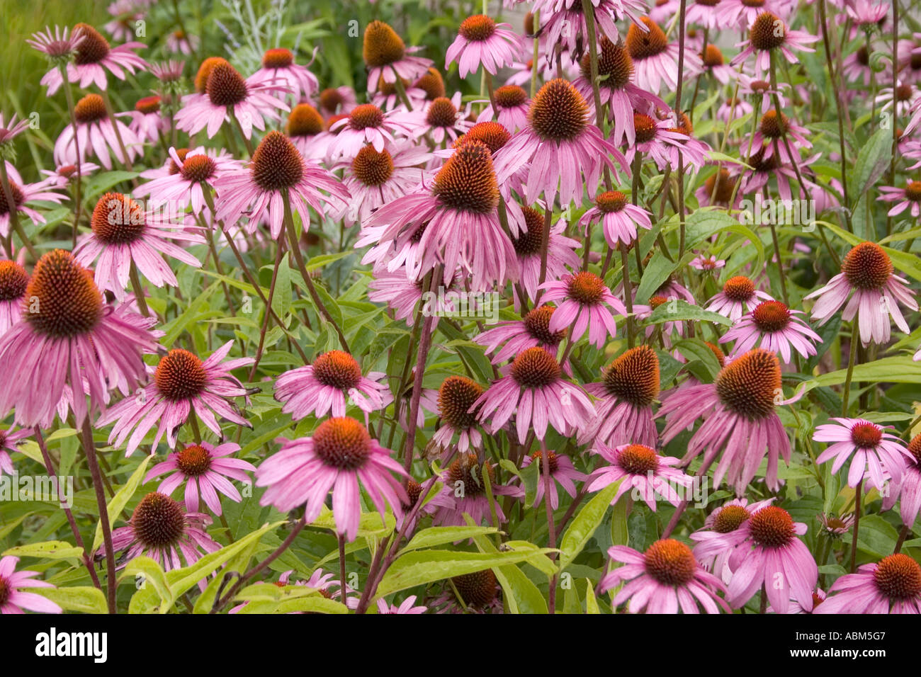 Cs06 hi-res stock photography and images - Alamy