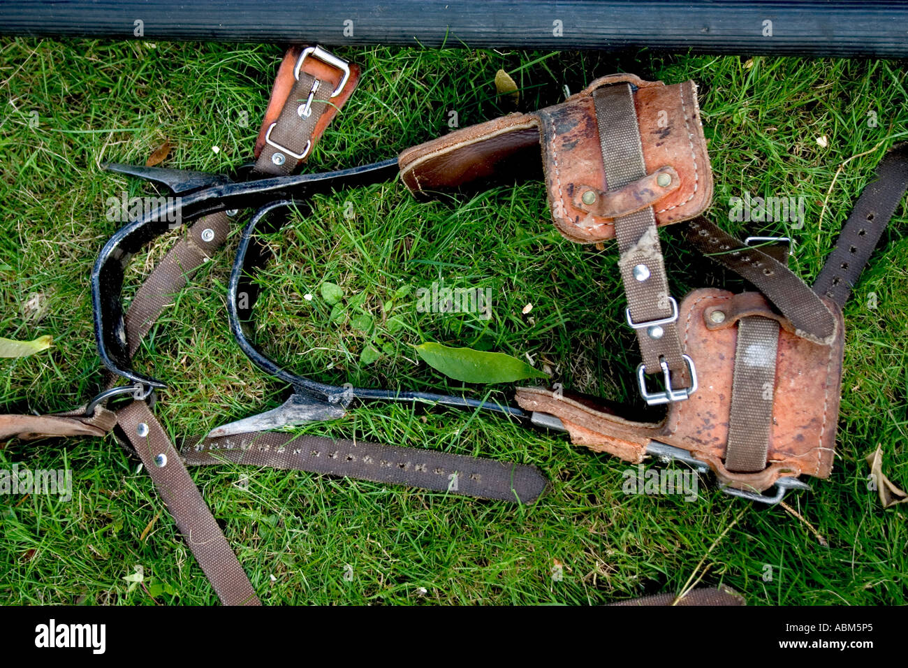 Tree climbing spikes or spurs used by workers to bring down a dead tree ...