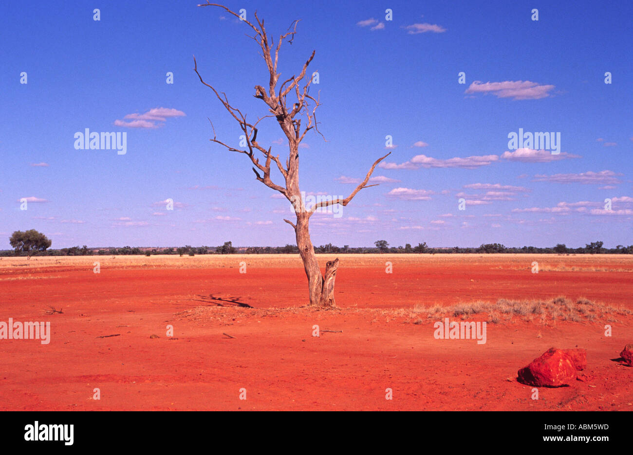 Australian outback landscape with solitary dead tree in vast red soil ...