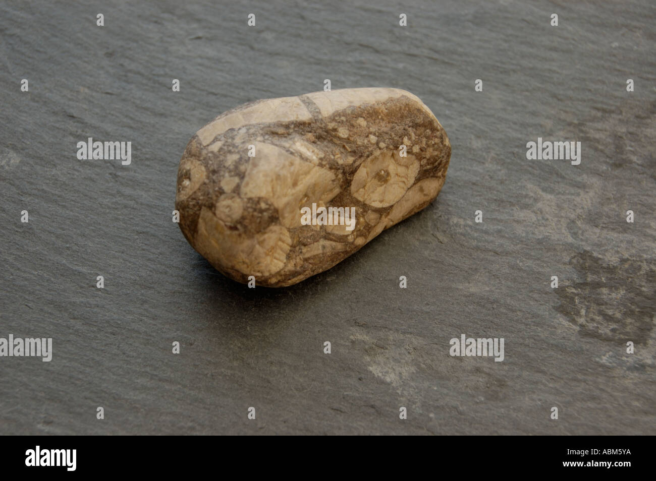 Sea lily fossil hi-res stock photography and images - Alamy