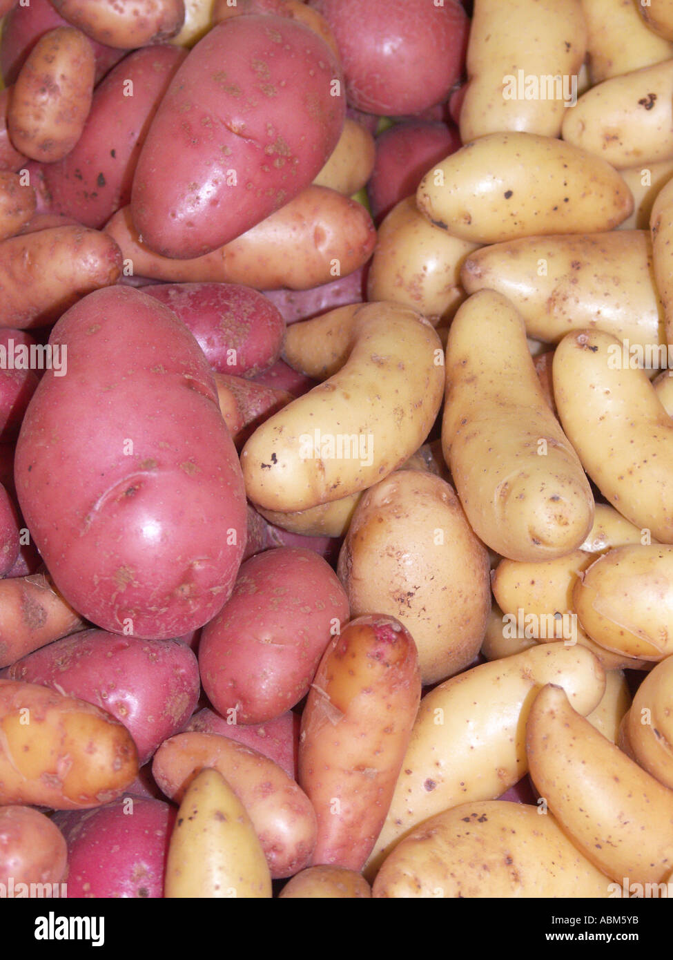 Common potato hi-res stock photography and images - Alamy