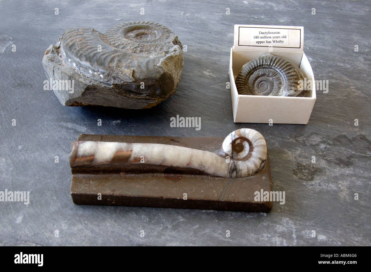 A collection of ammonite fossils Stock Photo - Alamy