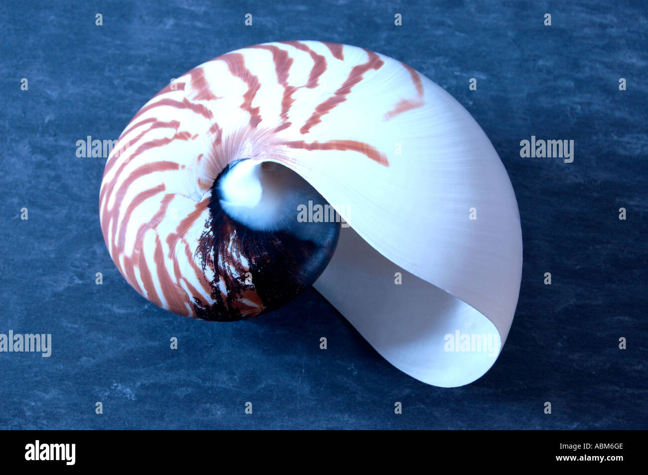Nautilus shell on blue slate background Stock Photo - Alamy