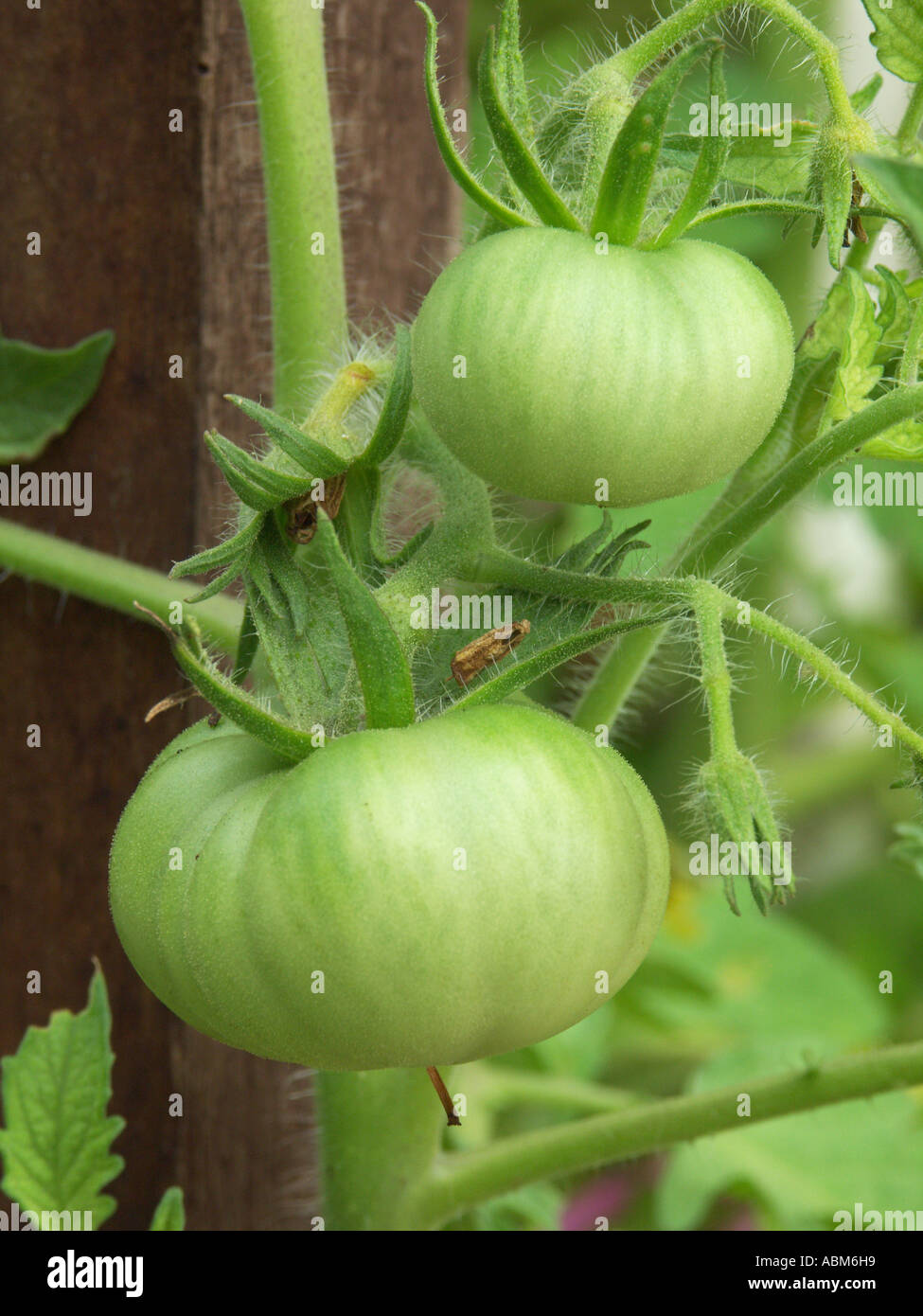 Australian tomatoes hi-res stock photography and images - Alamy