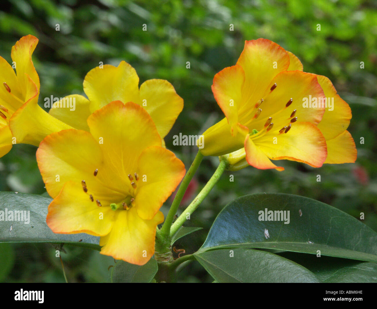 Flower of Vireya Rhododendron 'Hot Tropic' - a colourful flowering ...