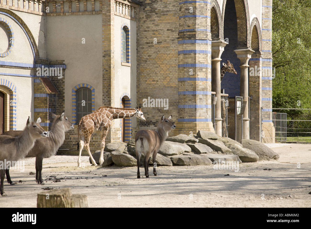 Berlin zoo giraffe hi-res stock photography and images - Alamy