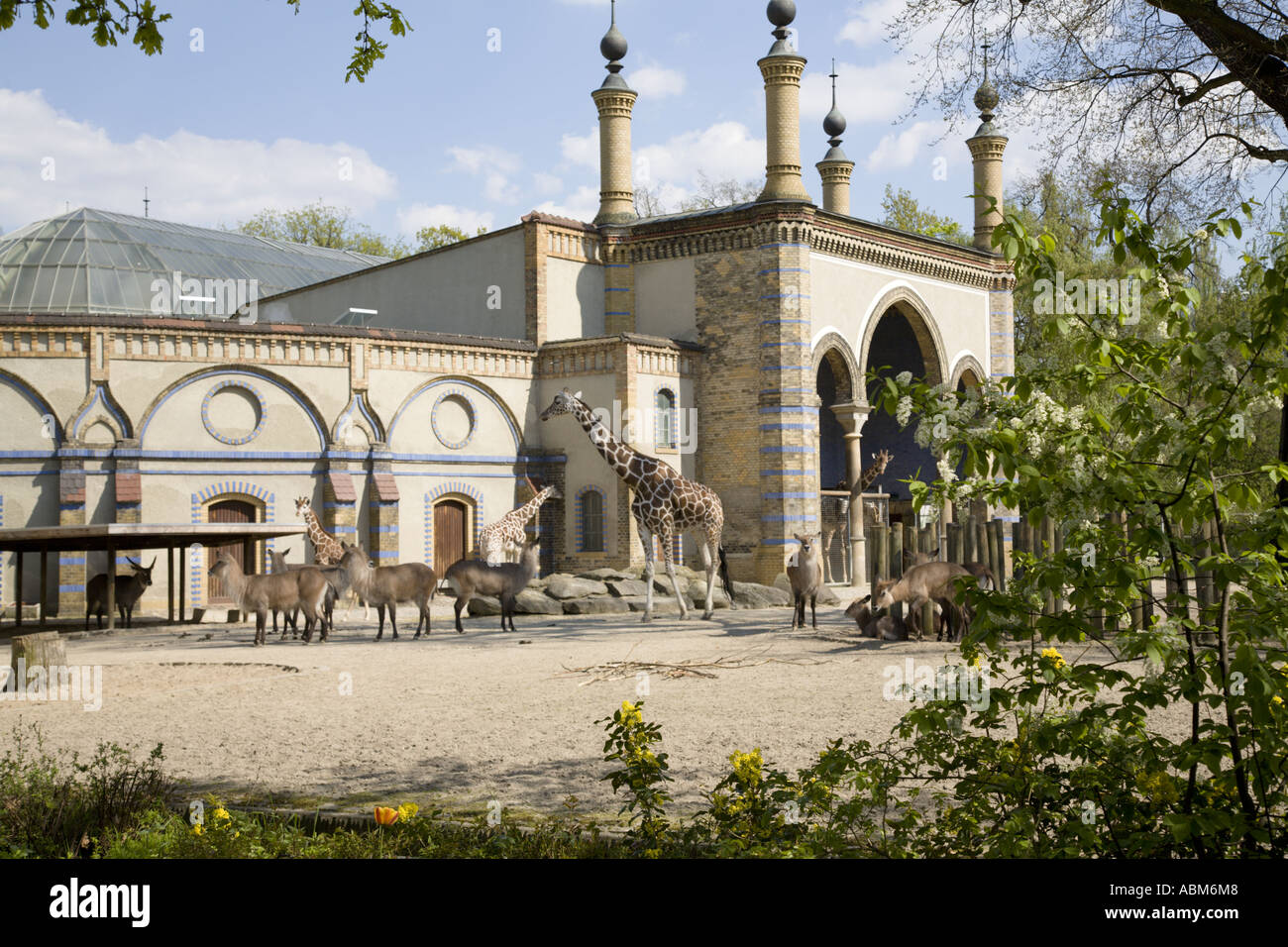 Berlin zoo giraffe hi-res stock photography and images - Alamy