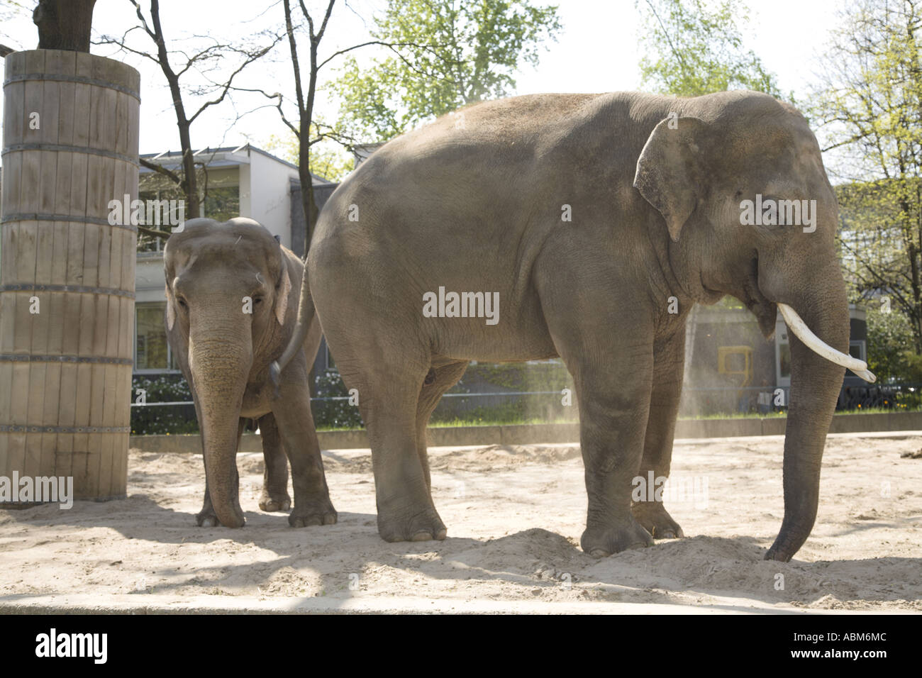 Asian elephant elephas maximus berlin zoo hi-res stock photography and ...