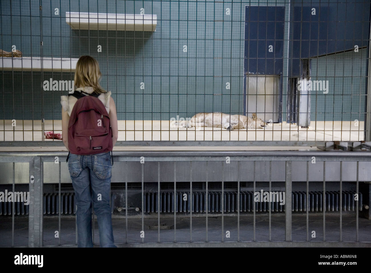 Lion, Panthera Leo and Visitor Berlin Zoo, Germany Stock Photo - Alamy
