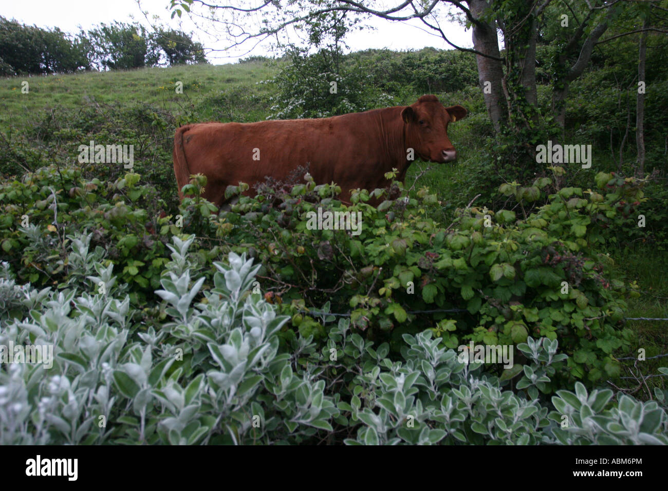 Westford ireland hi-res stock photography and images - Alamy