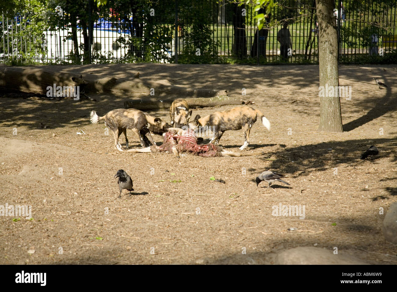 African hunting dogs lycaon pictus berlin zoo hi-res stock photography ...