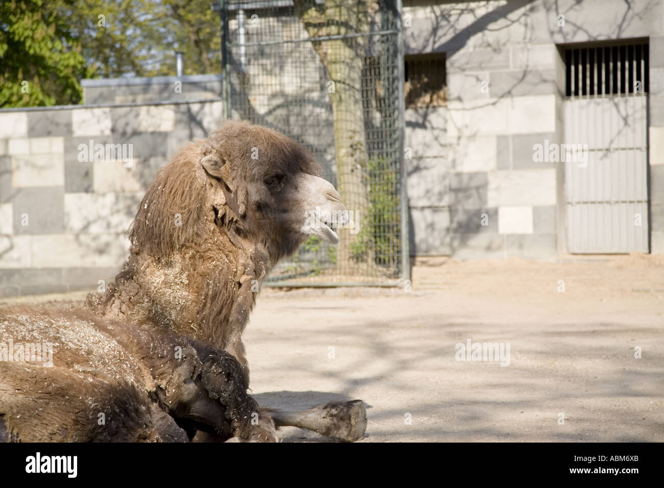 Bactrian Camel (Camelus Ferus Bactrianus), Berlin Zoo, Germany Stock ...