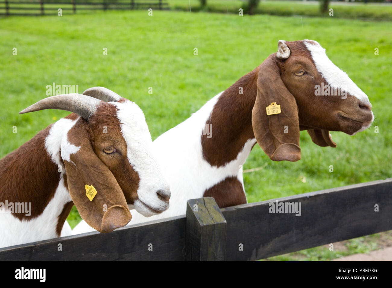 Goats, Zaanse Schans, Netherlands Stock Photo - Alamy