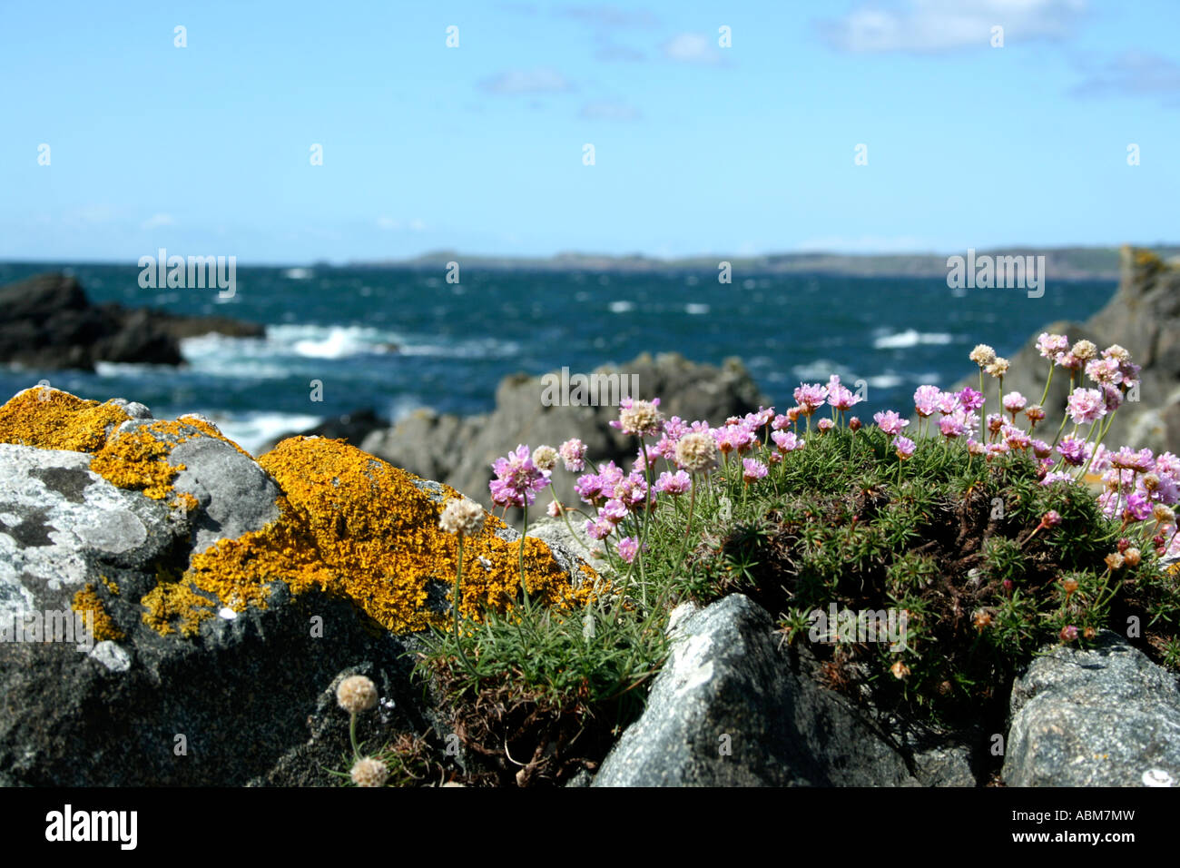 Rock flowers and lichen covered rock Isle of Doagh Donegal Ireland ...