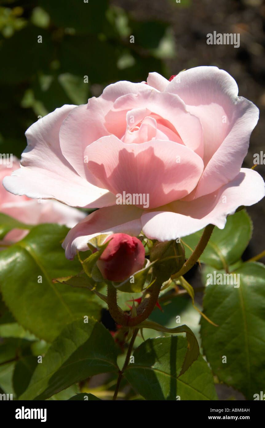 Pink Rose Petals Stock Photo - Alamy
