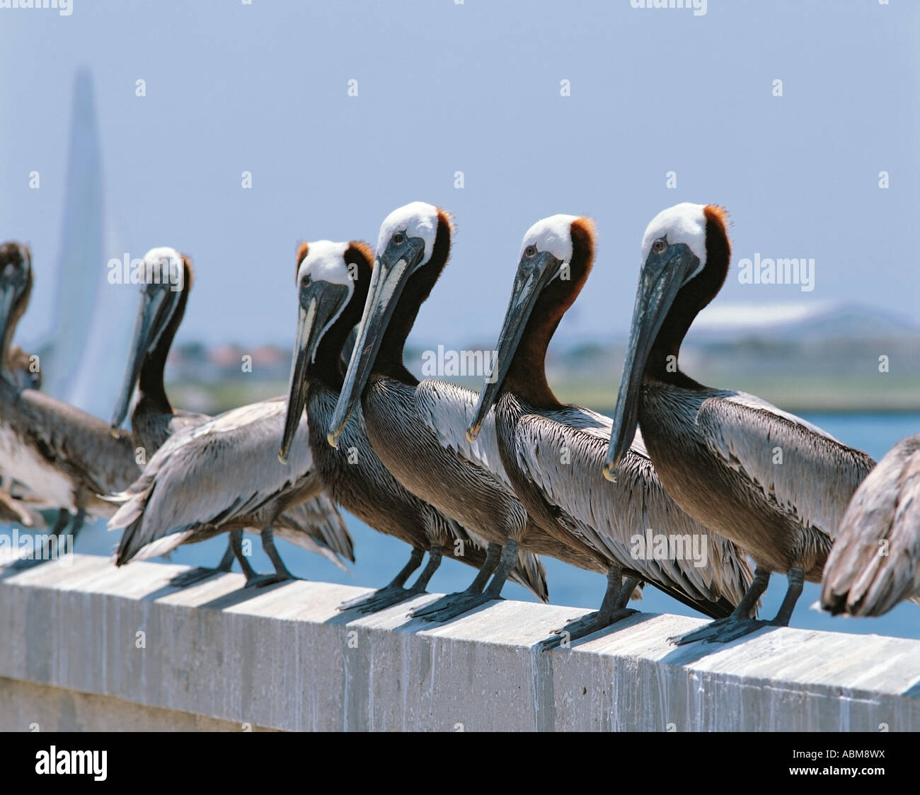 Seven pelican hi-res stock photography and images - Alamy