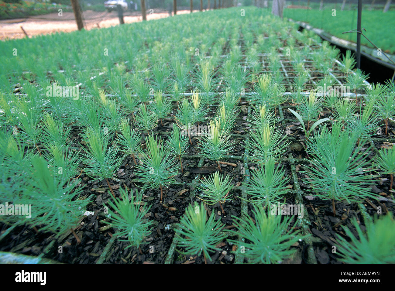 Pine Tree Seedling