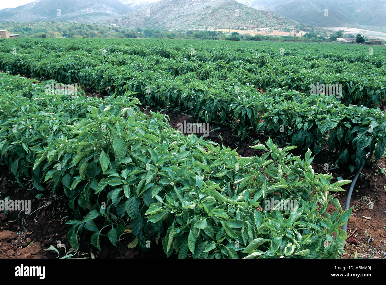Green pepper plantation hi-res stock photography and images - Alamy