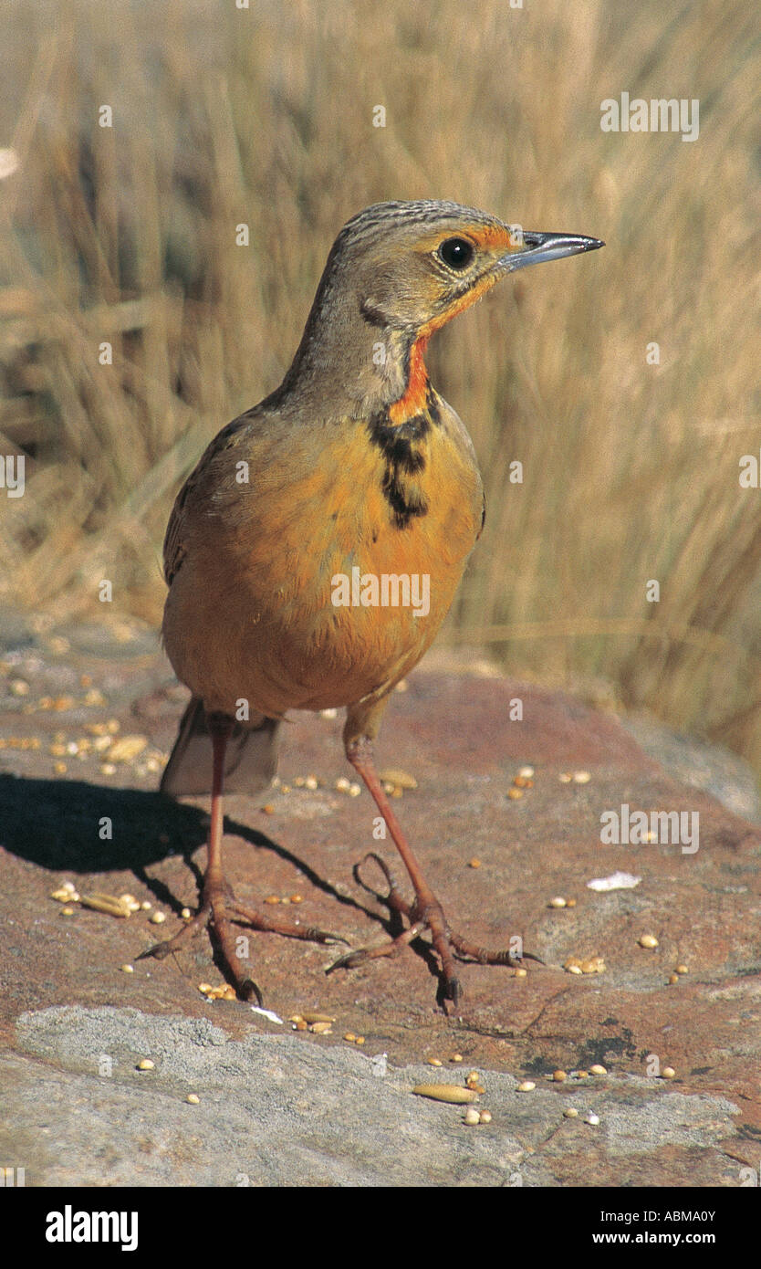 Macronyx capensis hi-res stock photography and images - Alamy