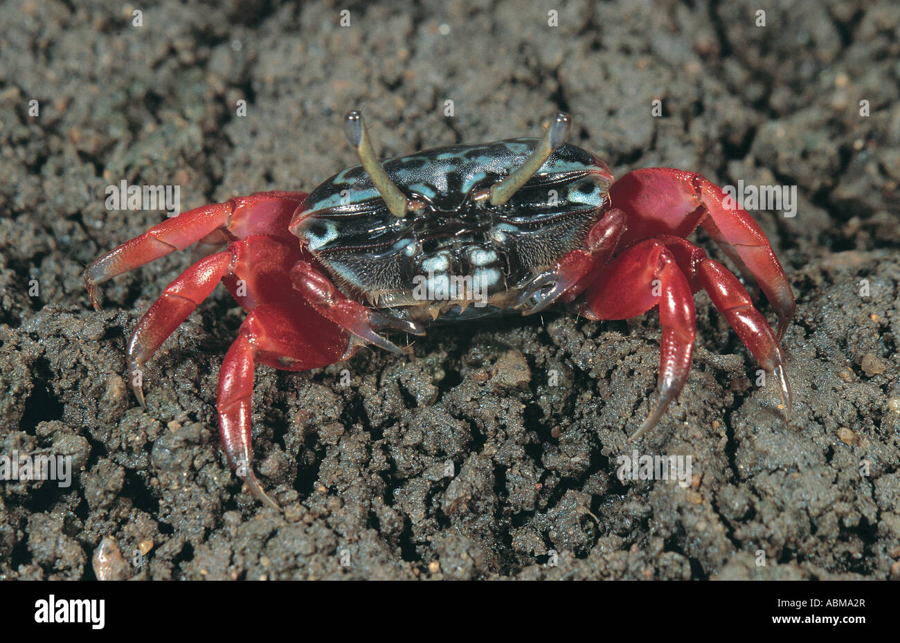 Fiddler Crab Natal Coast South Africa Stock Photo - Alamy