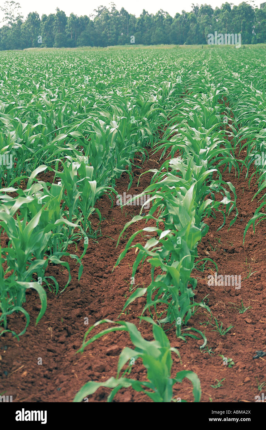 Maize farm south africa hi-res stock photography and images - Alamy