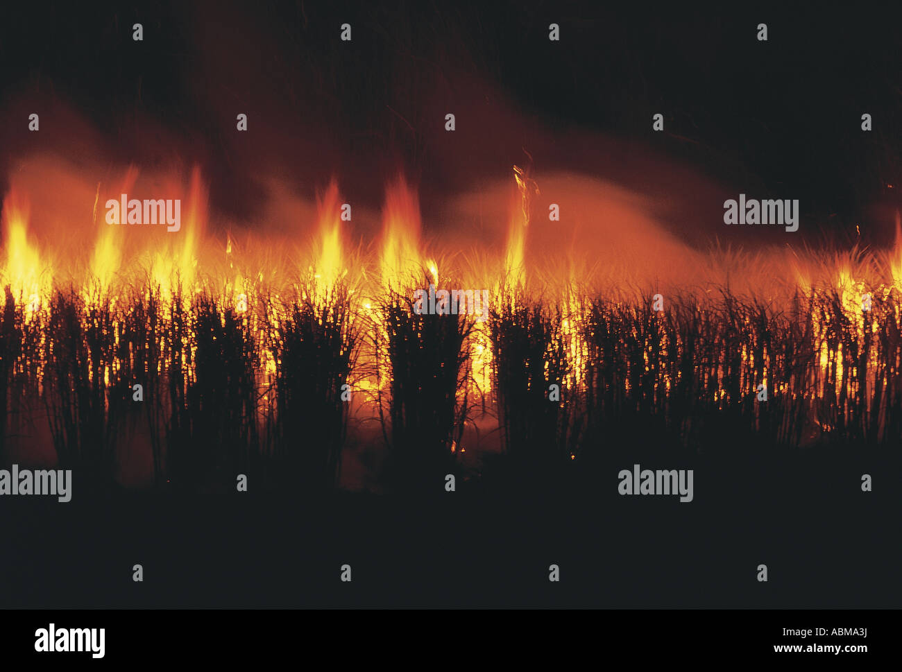 Sugar cane burning prior to cutting Natal Coast South Africa This ...