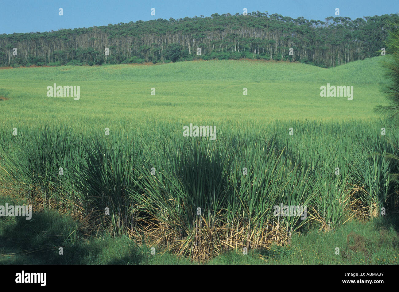 Cane shoots hi-res stock photography and images - Alamy