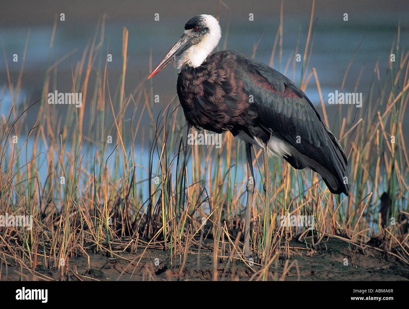 Woolly necked Stork Ciconia episcopus Umgeni River mouth Durban South ...