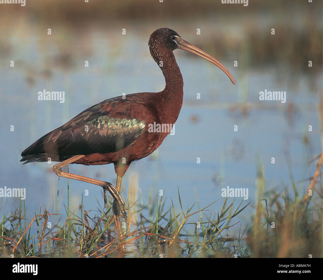 Glossy Ibis Range Map