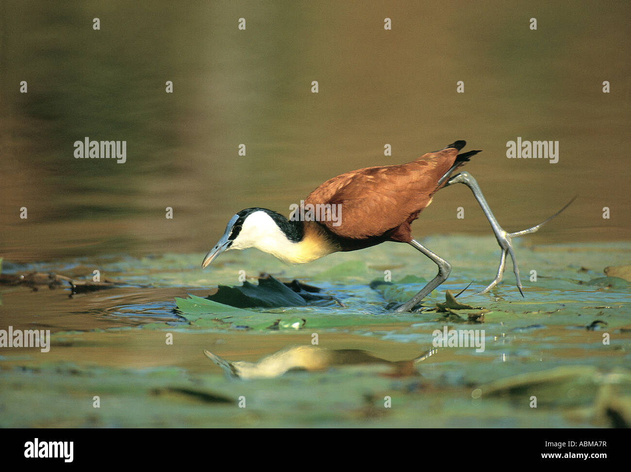 Lily trotter hi-res stock photography and images - Alamy
