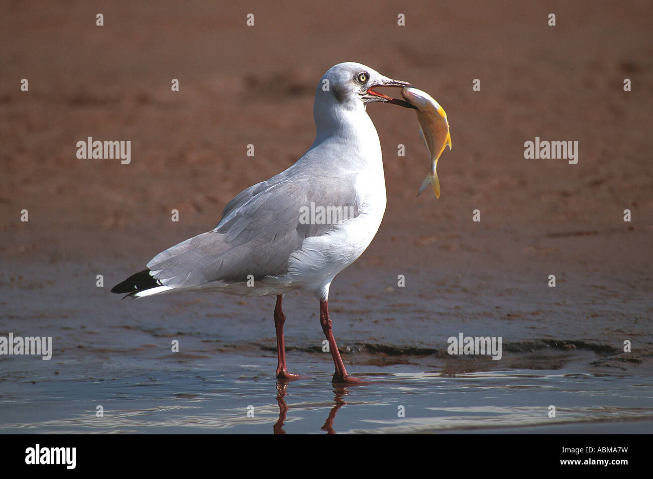 Grey headed Gull Larus cirrocephalus Durban South Africa Stock Photo ...