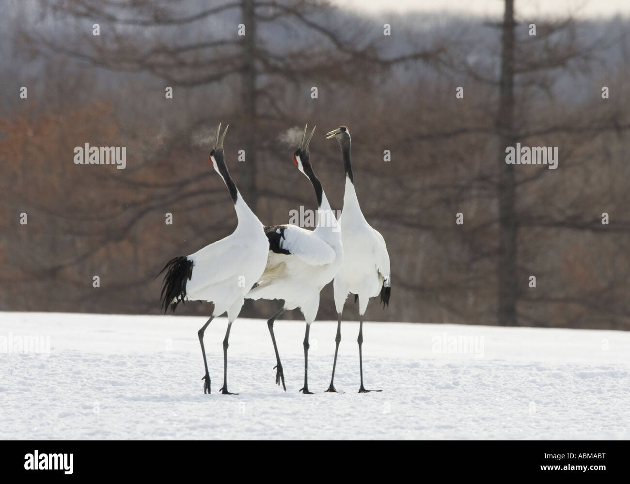 Visible Breath High Resolution Stock Photography and Images - Alamy