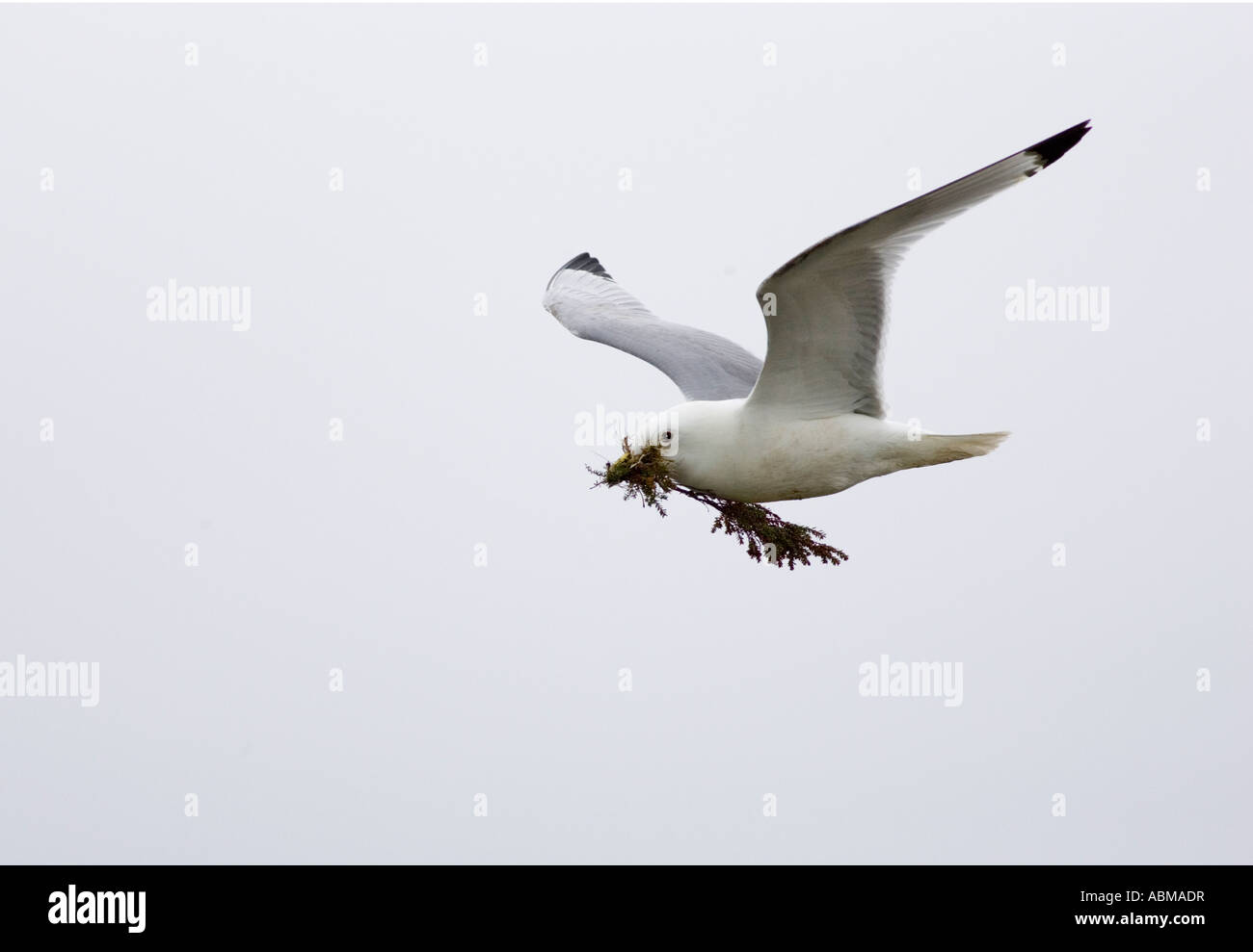 Black legged kittiwake flying with nesting material hi-res stock ...